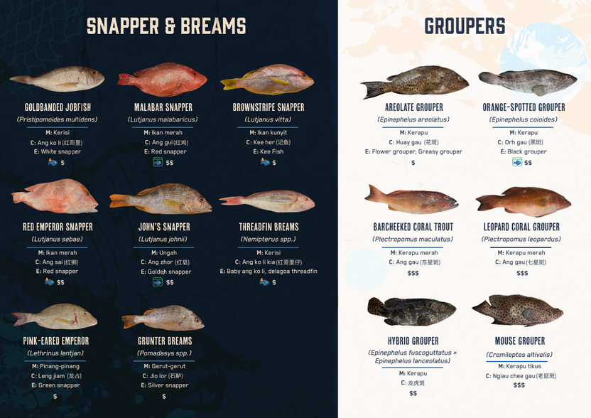 Fish ID Guide – Pasarfish